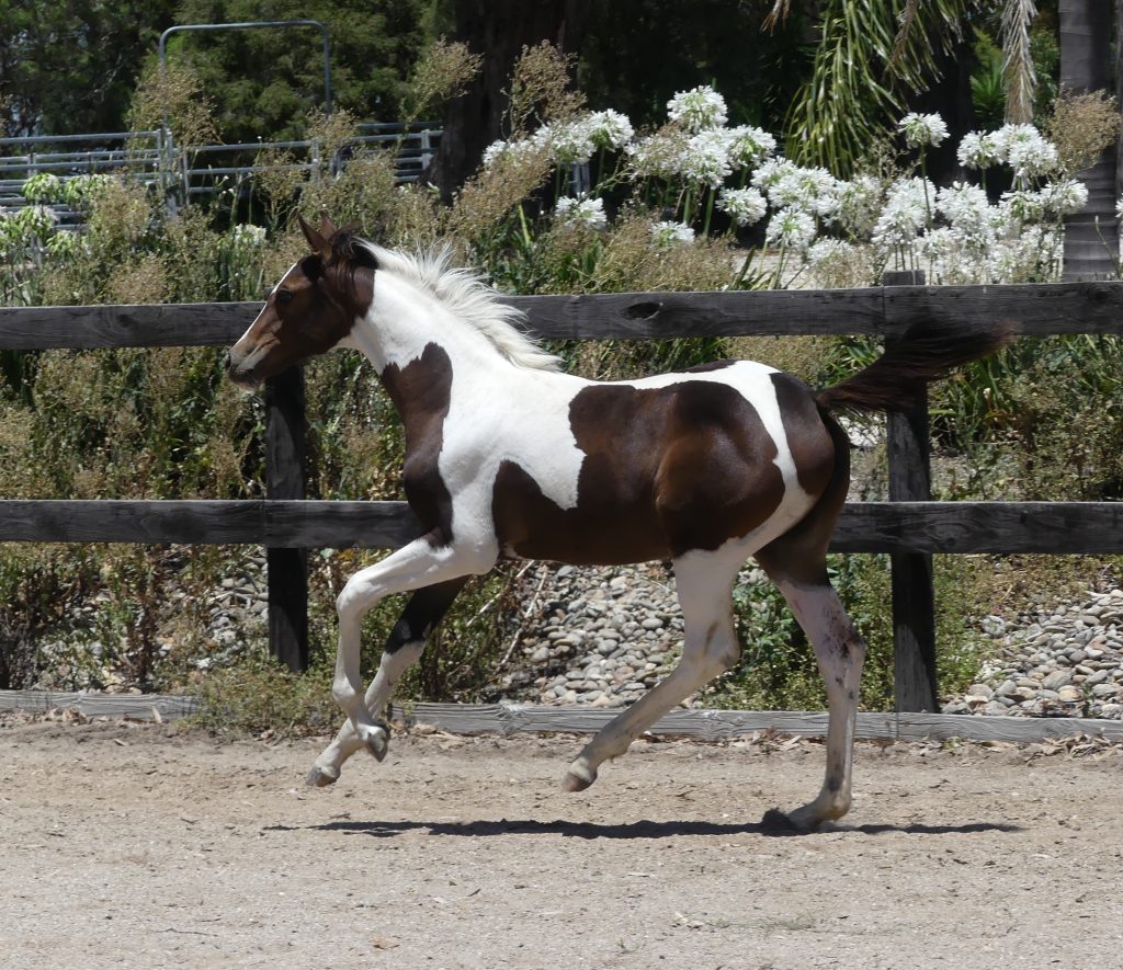 Kenlock Charlotte – Kenlock Park Stud