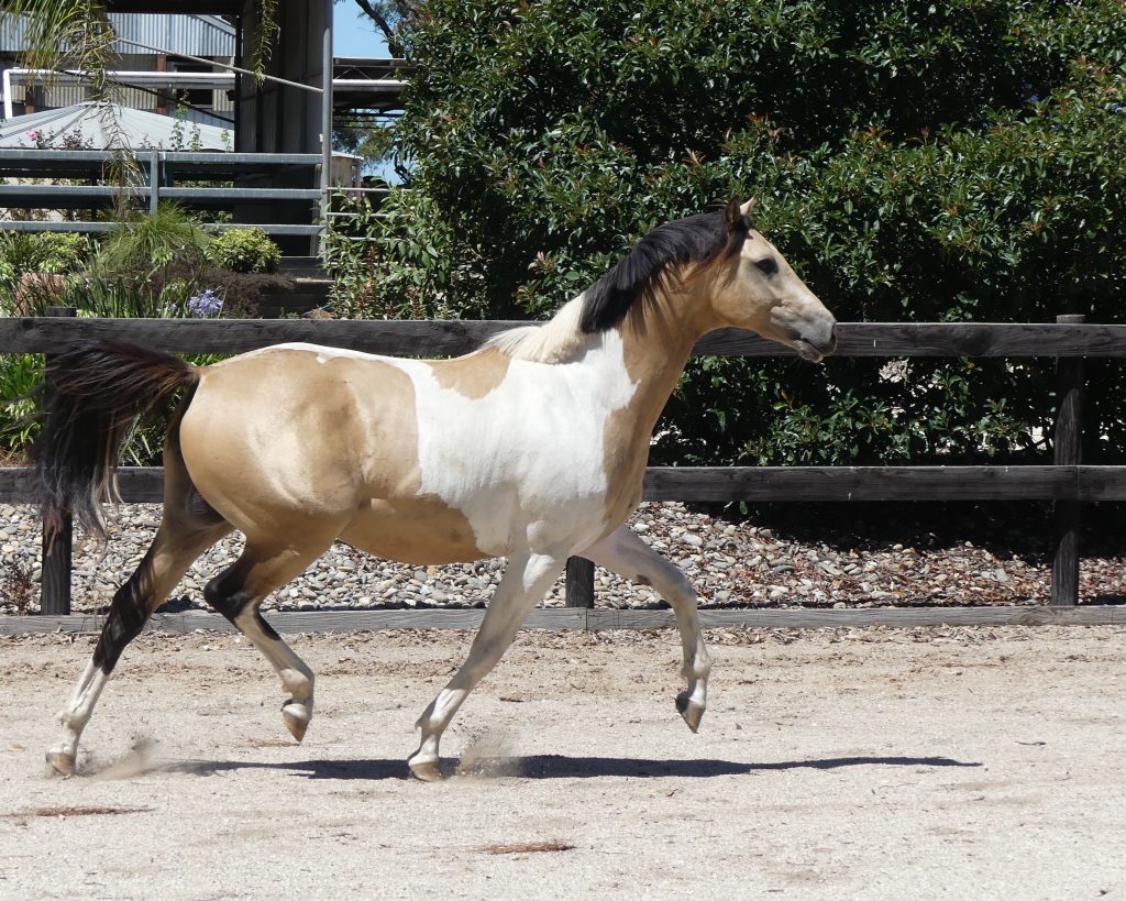 Kenlock Colton – Kenlock Park Stud