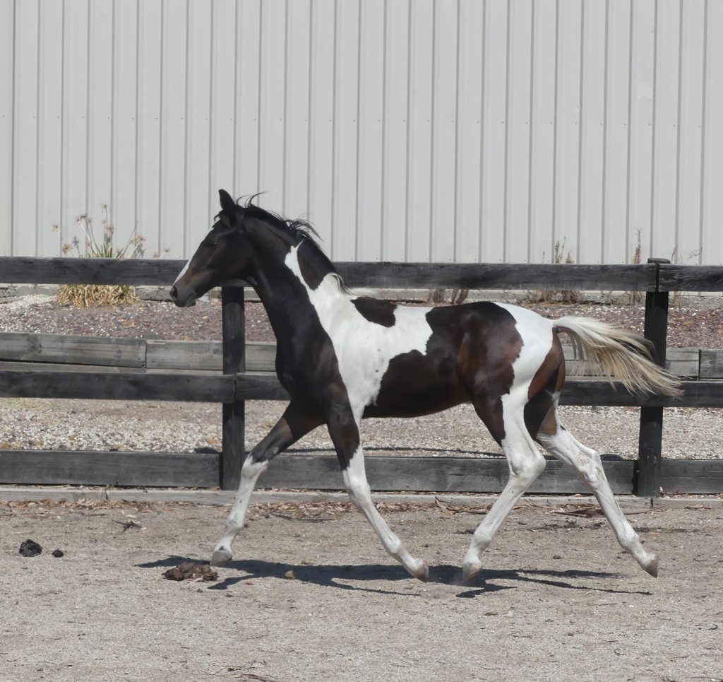 Kenlock Super Hampton – Kenlock Park Stud