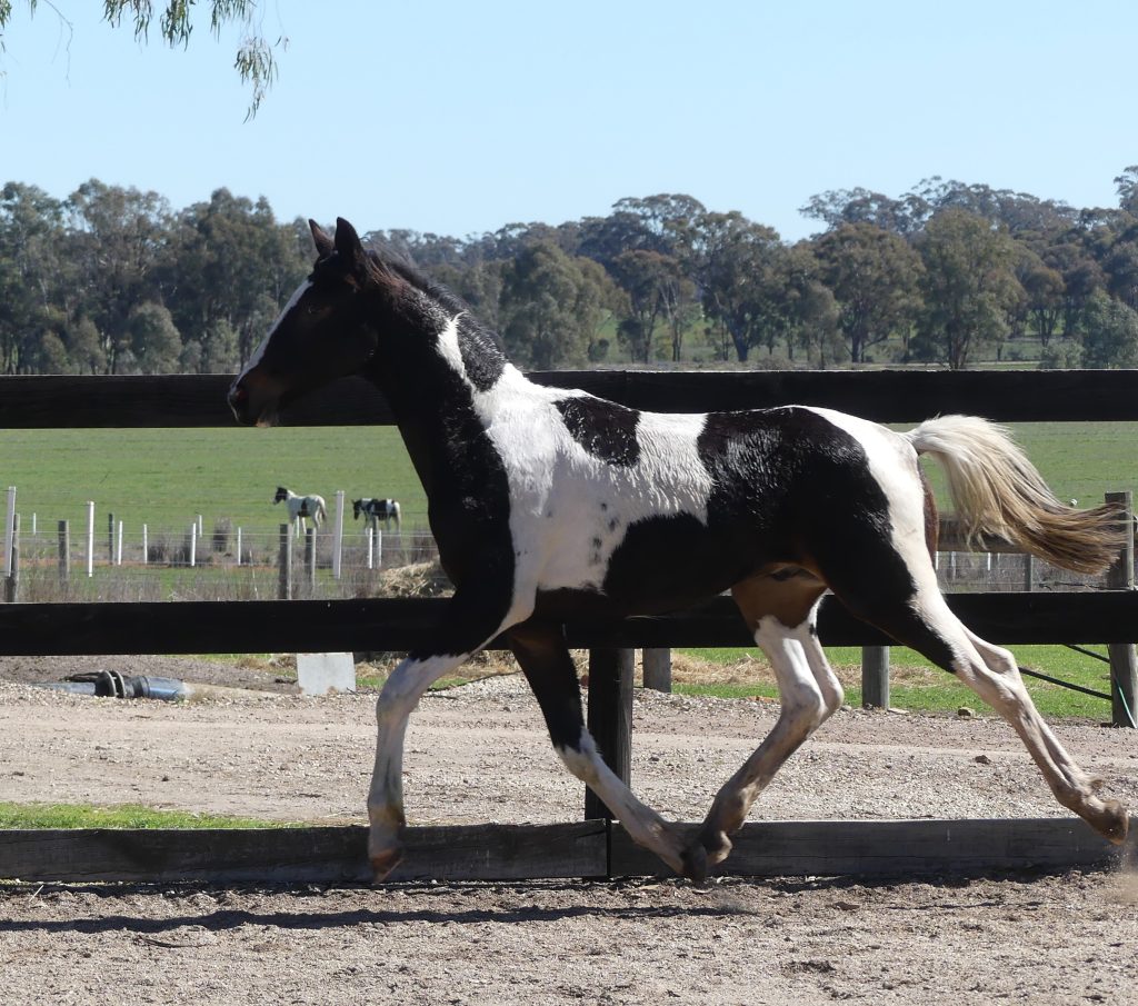 Kenlock Super Hampton – Kenlock Park Stud