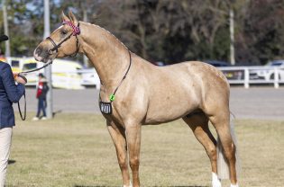 CURRENT STALLIONS – Kenlock Park Stud