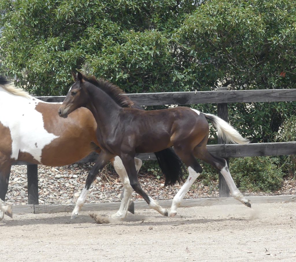 Kenlock Sharp Edge – Kenlock Park Stud